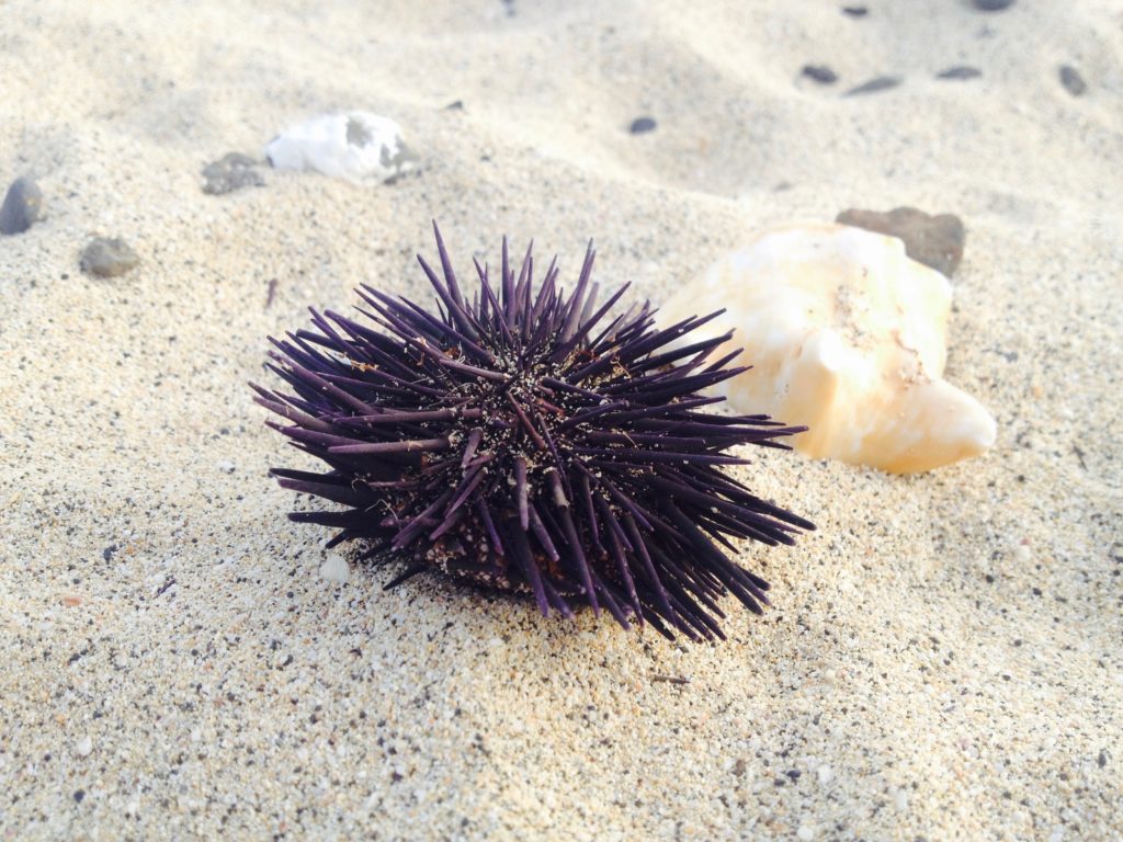 Seeigel – just-not-enough-time.de